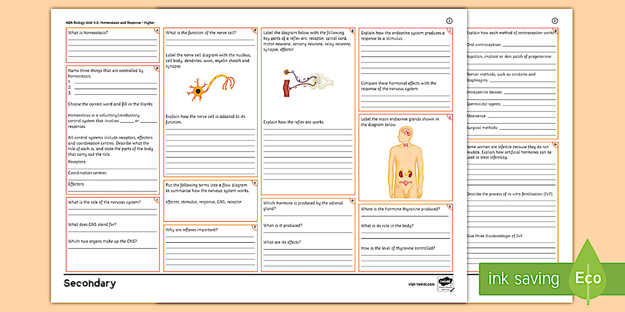 AQA Biology: Homeostasis and Response Higher Revision | GCSE