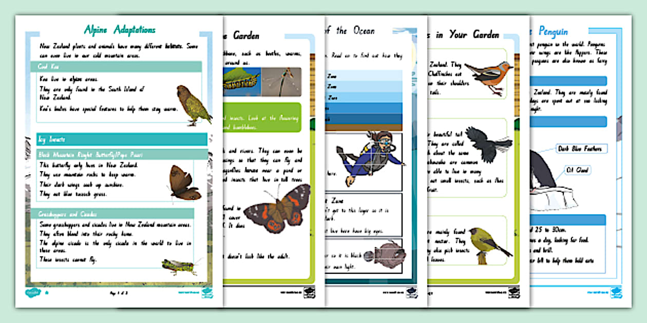 New Zealand Birds and Animals and their Habitats Differentiated Reading