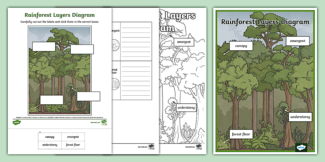 Rainforest Layers Diagram Activity Pack (teacher made)