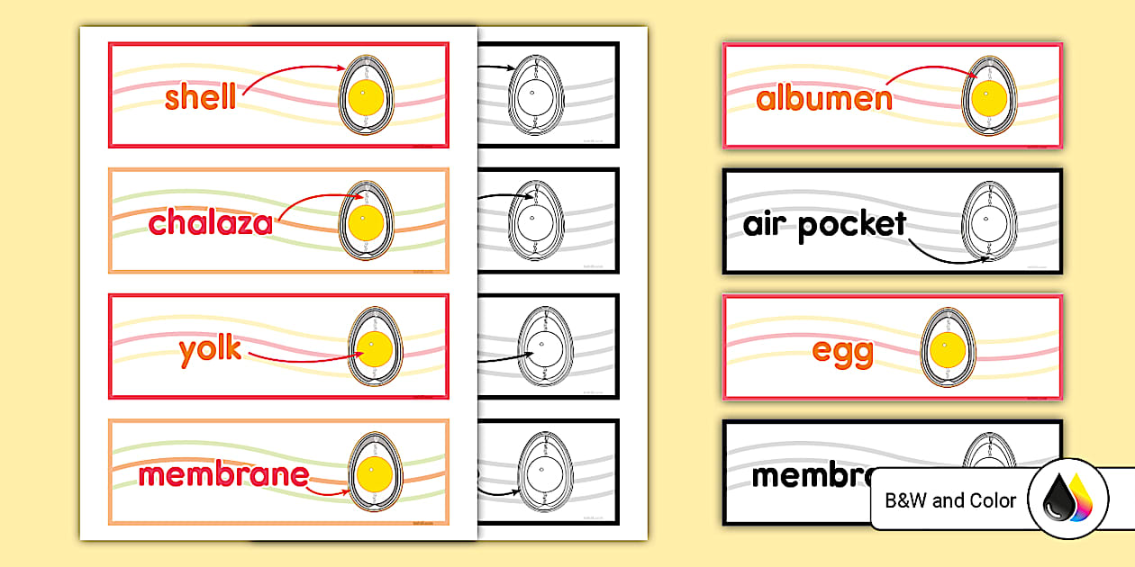 Anatomy of an Egg Word Cards