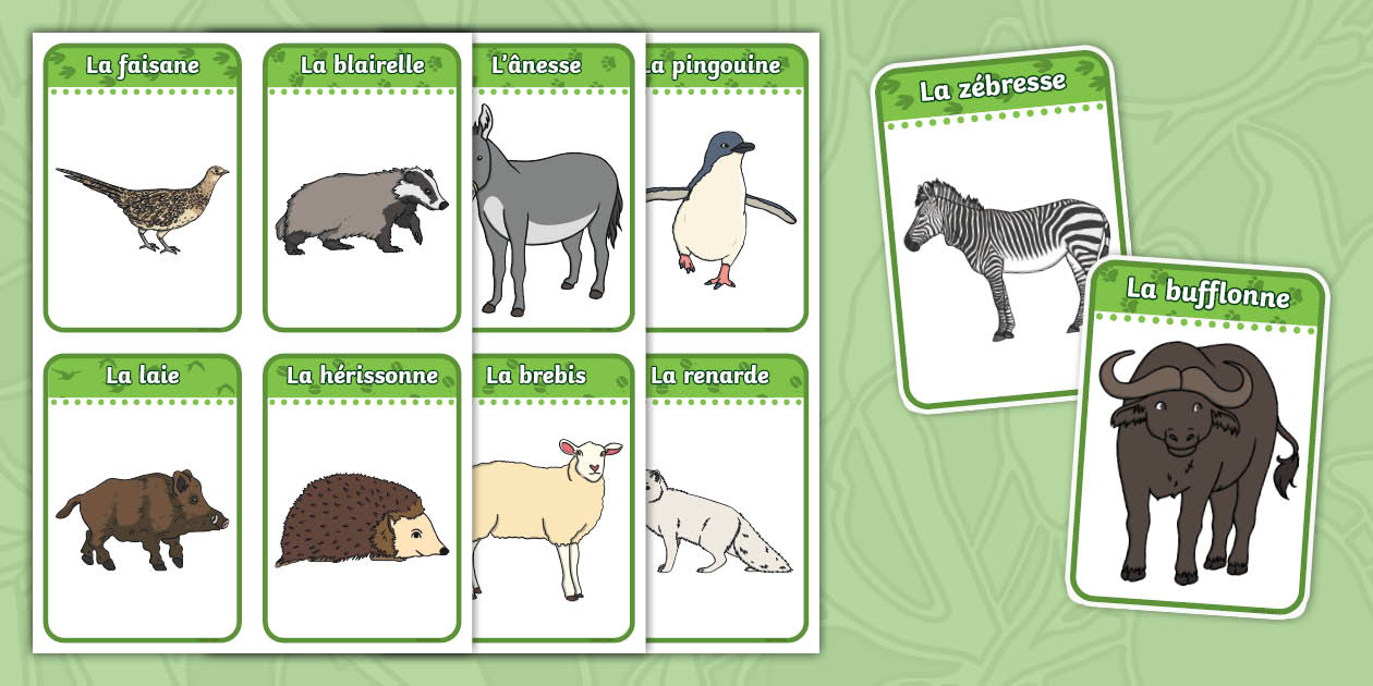 * NEW * Cartes flash : Les animaux femelles - Twinkl