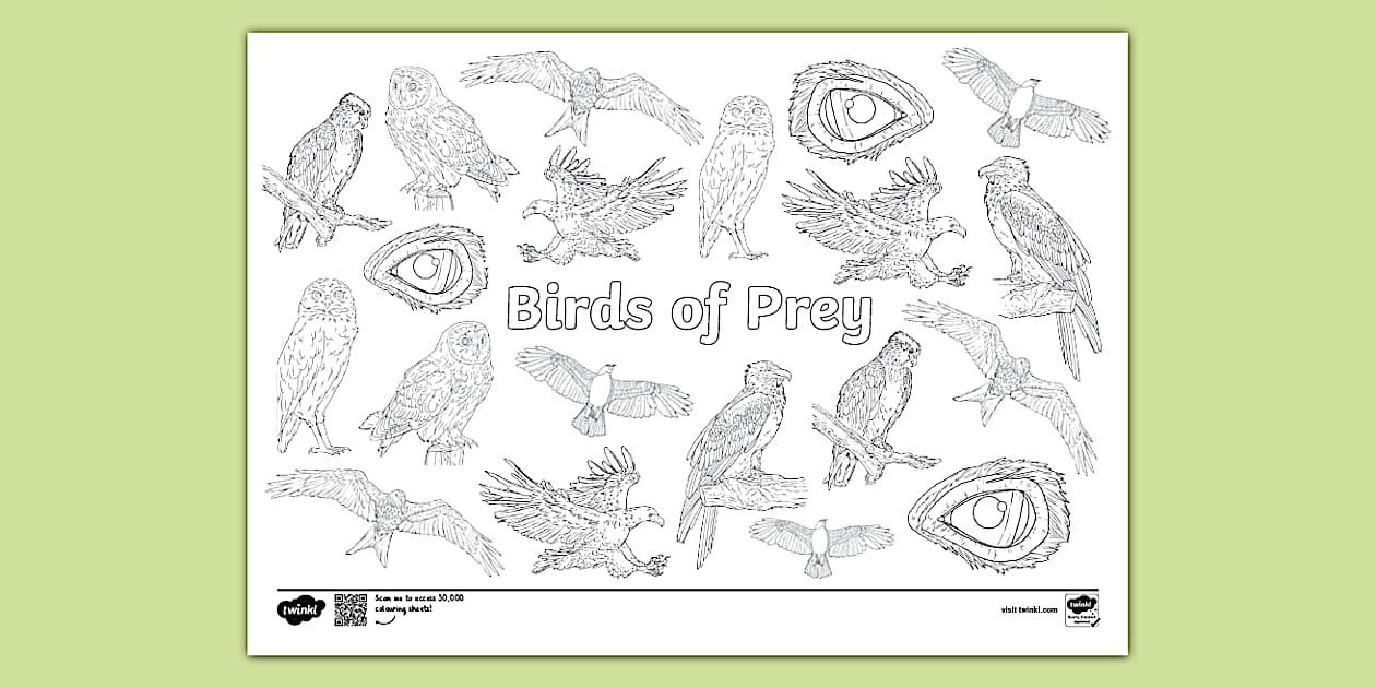 Birds of Prey Colouring Sheet - Twinkl Art (teacher made)