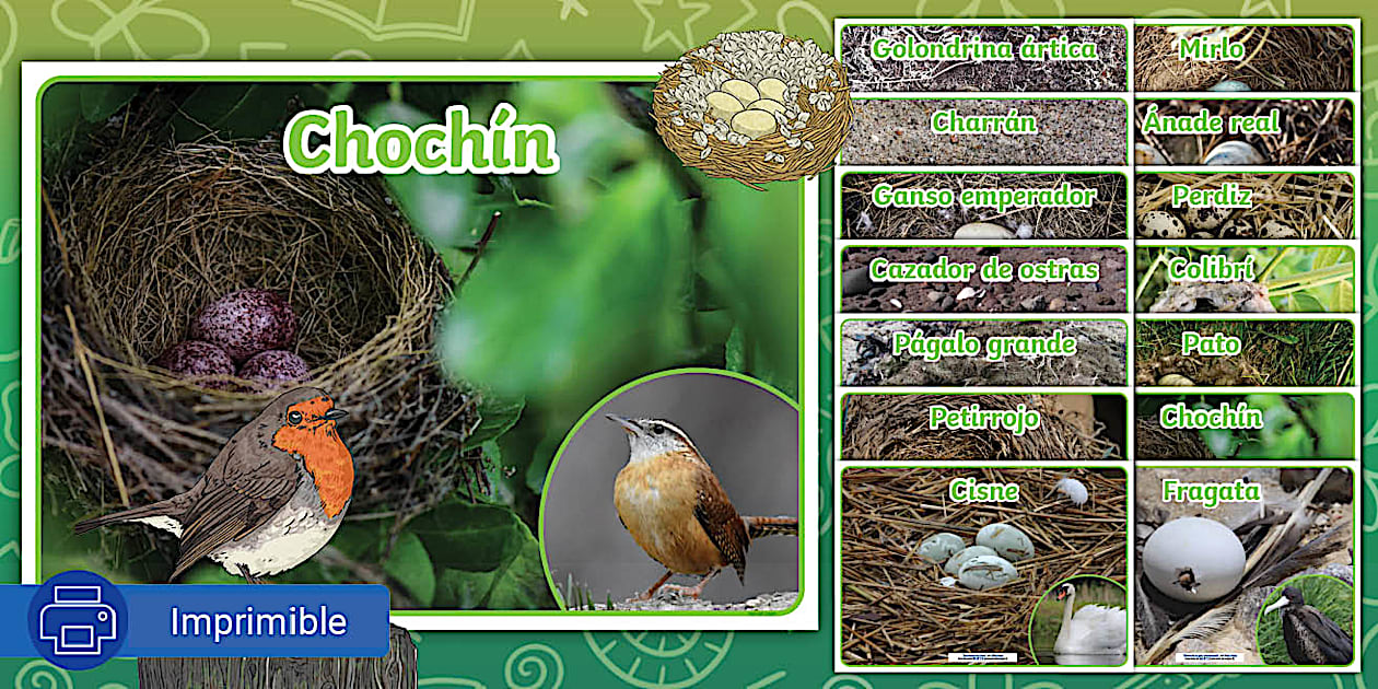 Tarjetas de imágenes: Huevos de aves (Hecho por educadores)