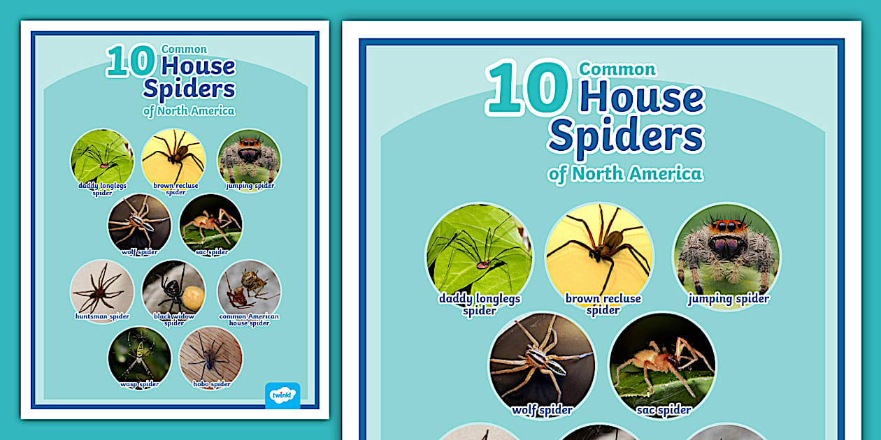 10 Common House Spiders of North America (teacher made)
