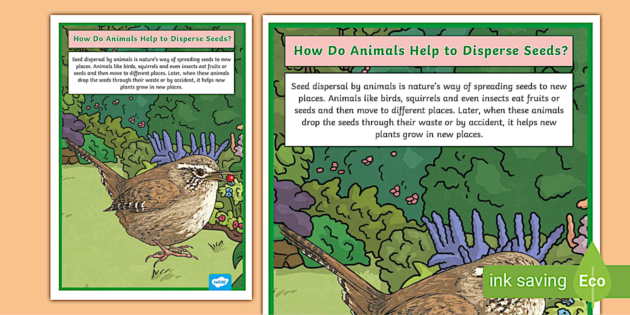 Seed Dispersal by Animals Display Poster (teacher made)