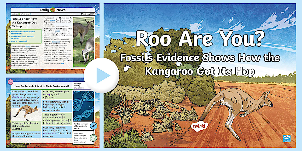 UKS2 Kangaroo Evolution Daily News PowerPoint (teacher made)