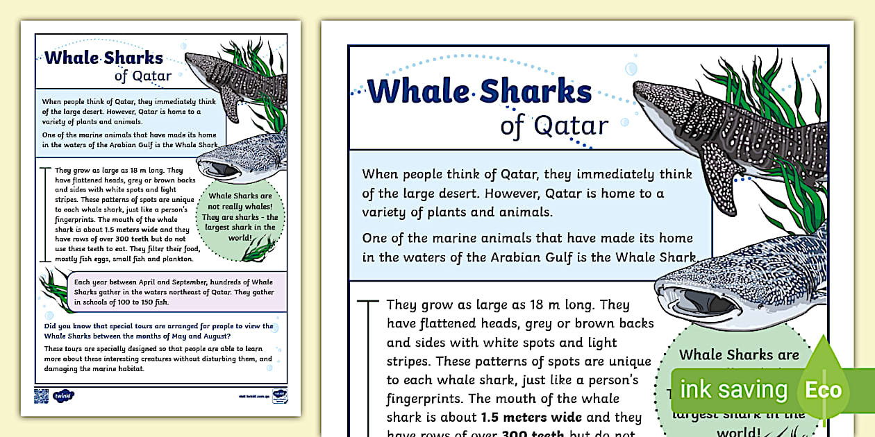 Whale Sharks of Qatar Fact File (teacher made) - Twinkl