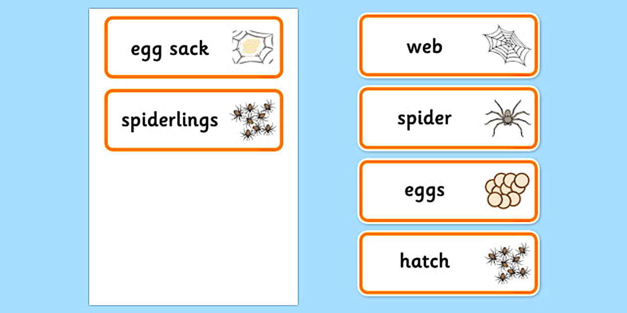 Spider Life Cycle Word Cards