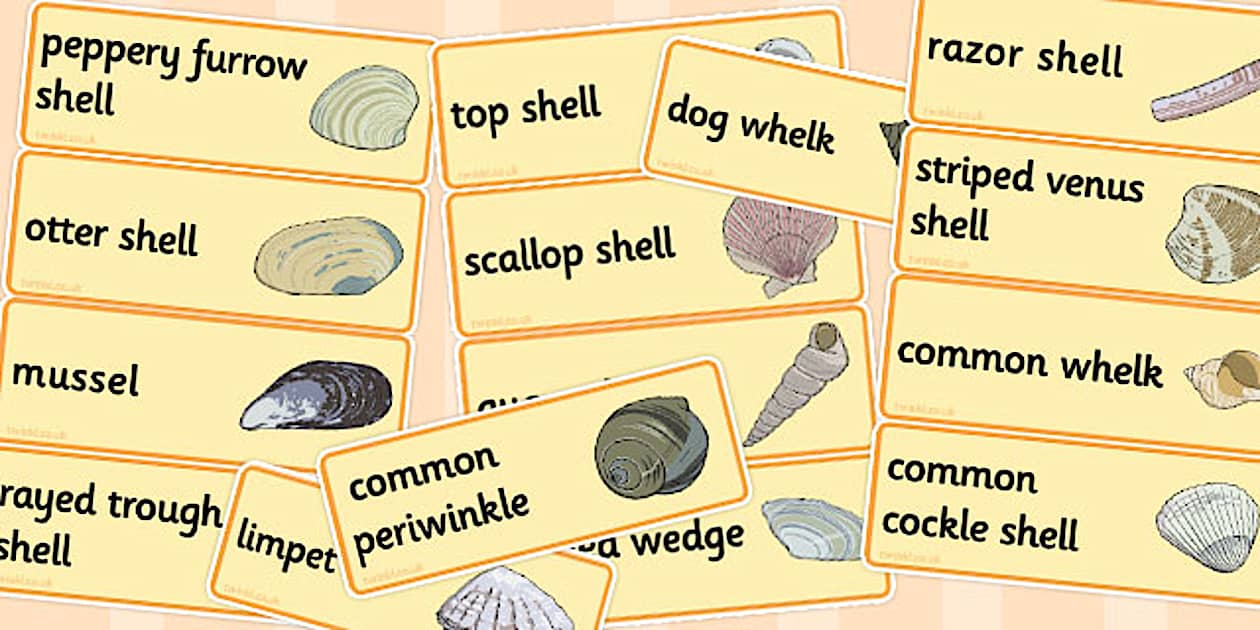 British Seashell Word Cards (teacher made) - Twinkl