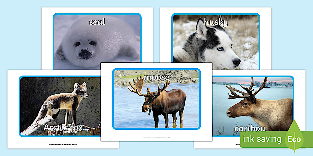 Editable Arctic Animal Display Photo Cut Outs - Twinkl