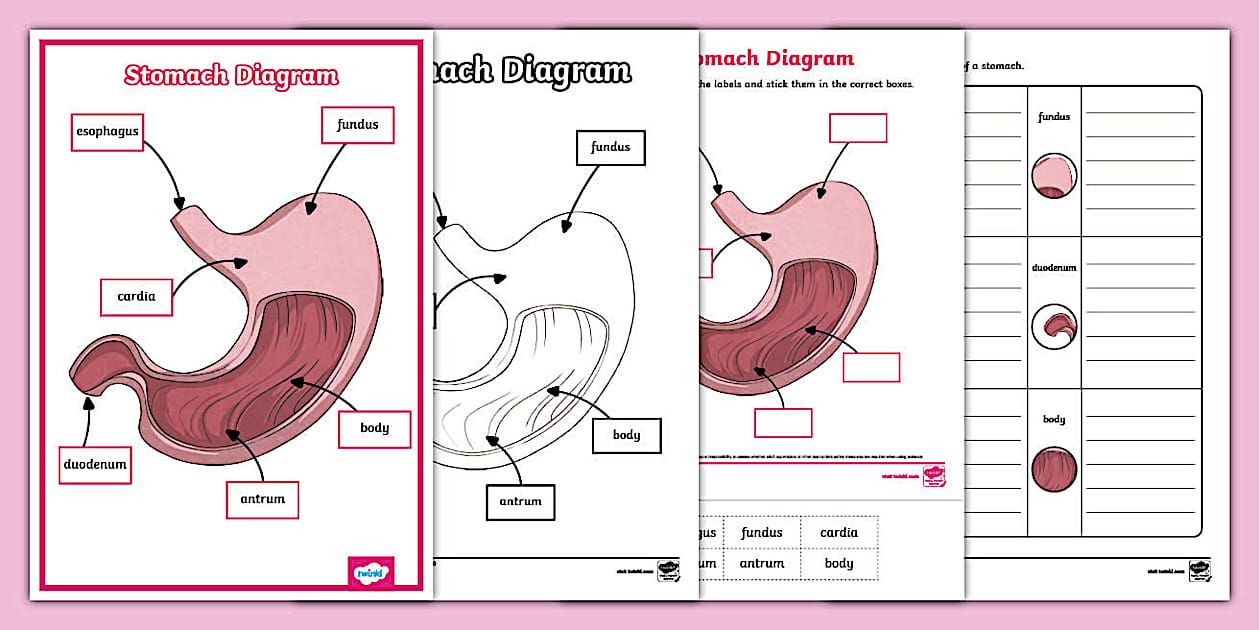 Stomach Diagram Activity Pack (teacher made) - Twinkl