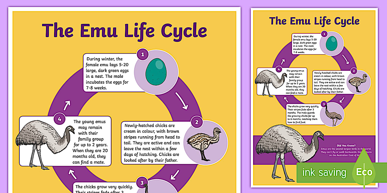 Emu Life Cycle Poster - Science - Australia (teacher made)