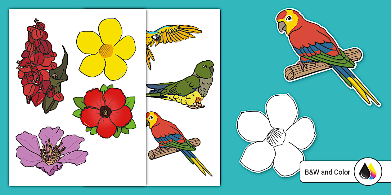 Parrot Cutout for Bulletin Board Displays | Twinkl USA