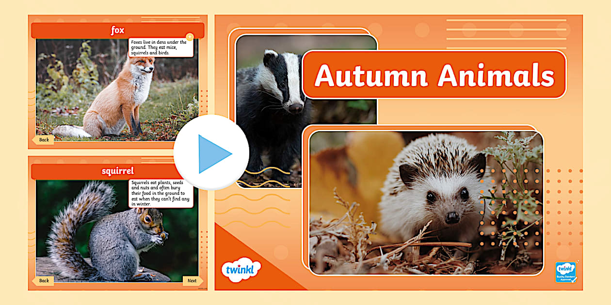 Autumn Animals Photo Powerpoint (teacher made) - Twinkl