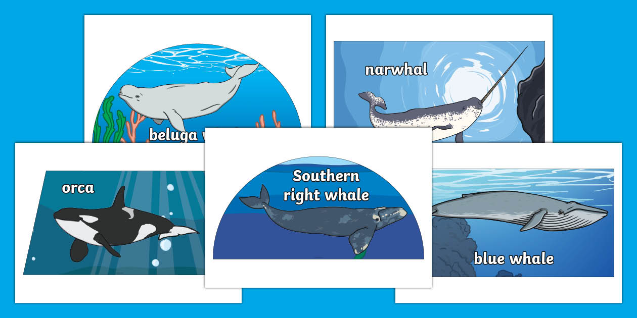 Whale Display Shapes Cut-Outs - Twinkl Primary - Twinkl