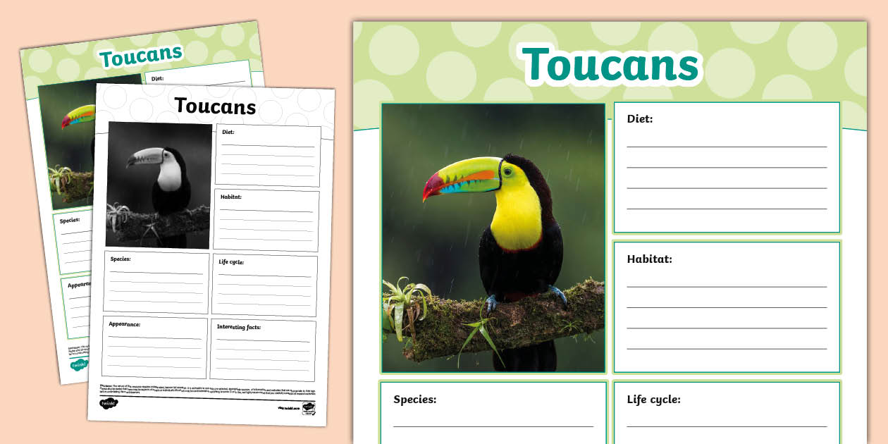 KS2 Toucan Fact File Template - Science Animals - Twinkl