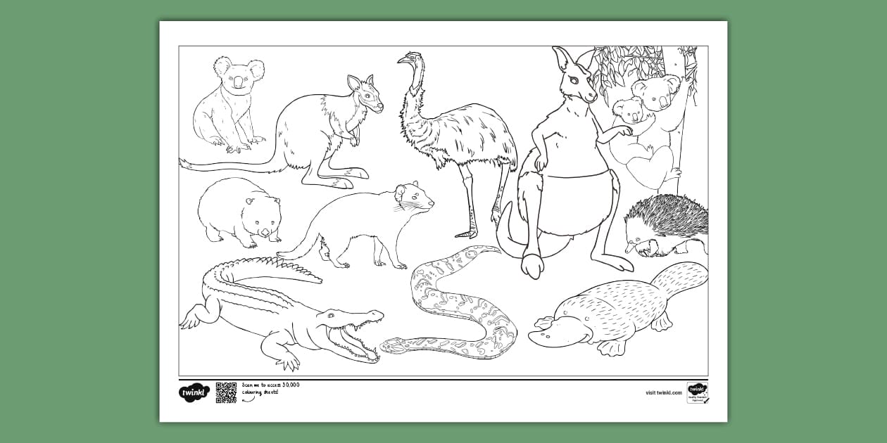 Australian Animals colouring (teacher made) - Twinkl