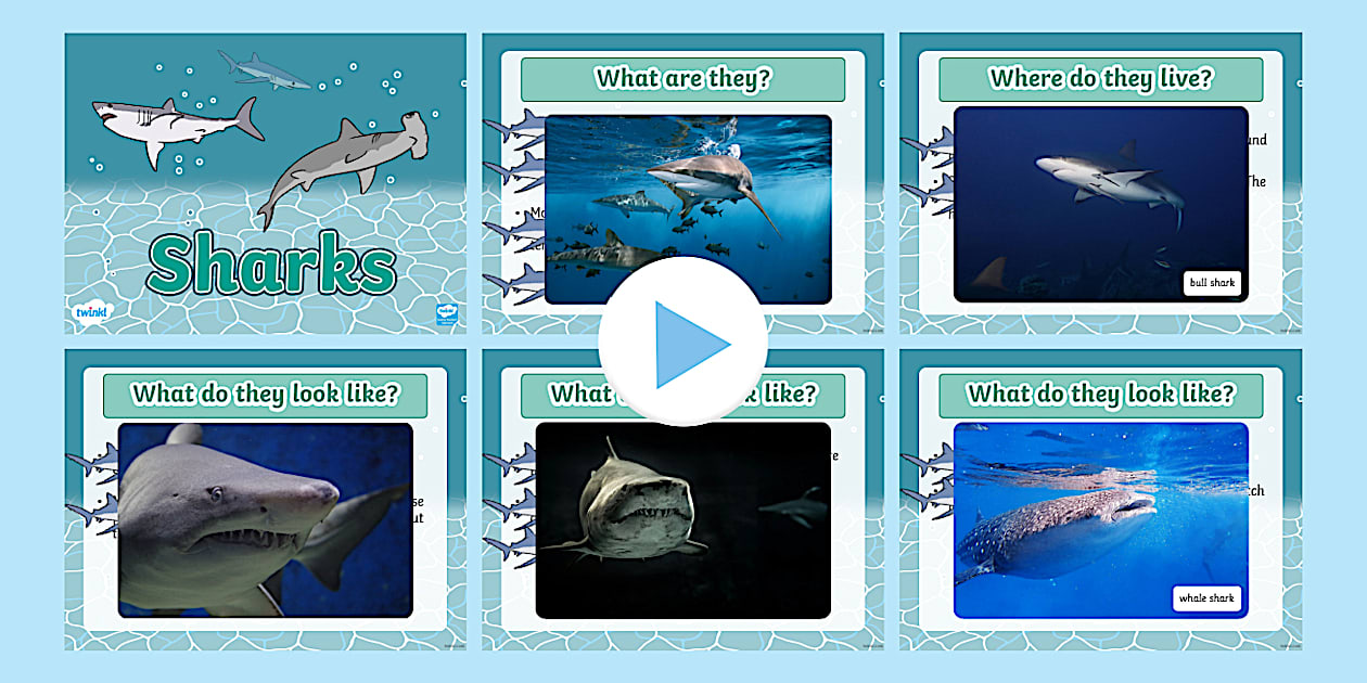 KS1 Sharks PowerPoint (teacher made) - Twinkl