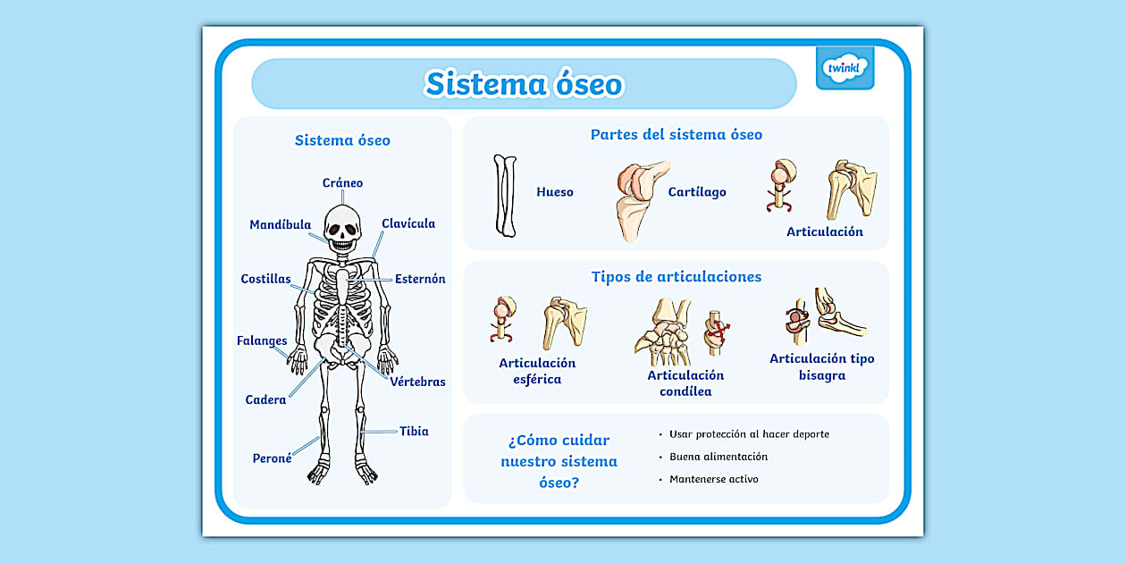 Lámina del sistema óseo | Recursos Educativos Twinkl