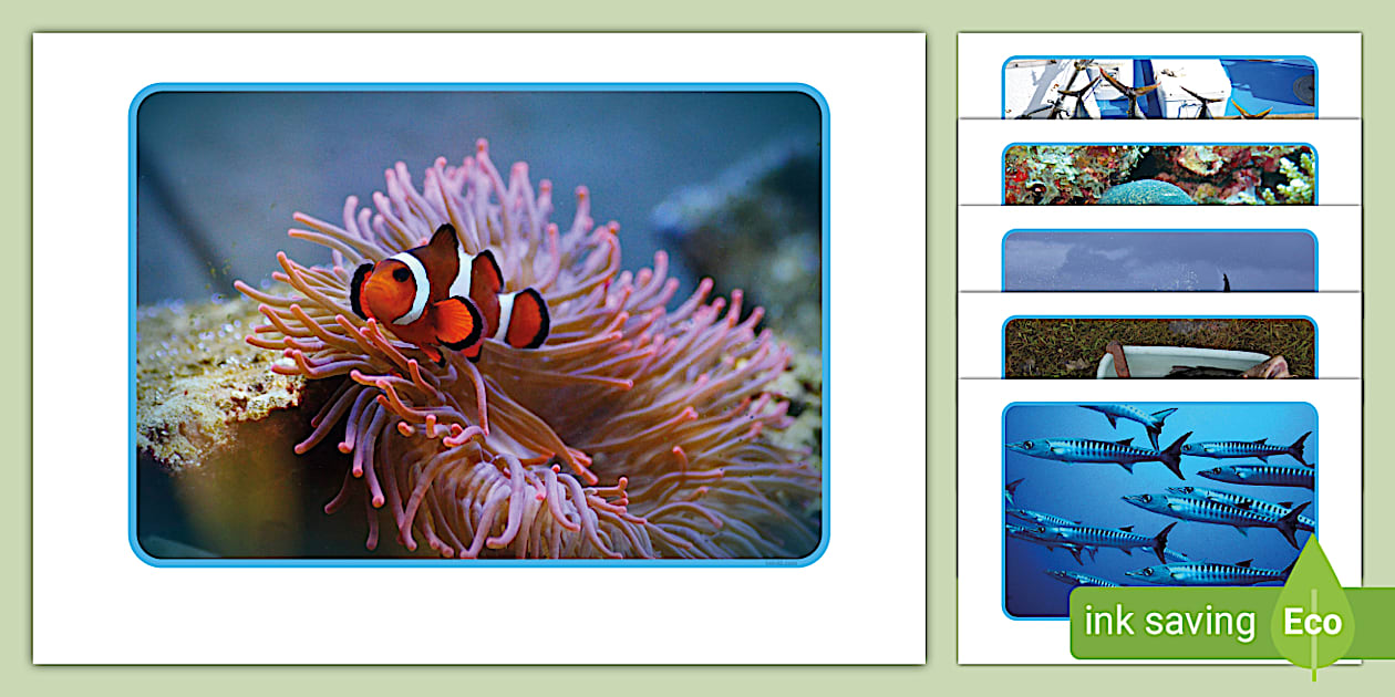 Saltwater Fish Photo Pack (teacher made) - Twinkl