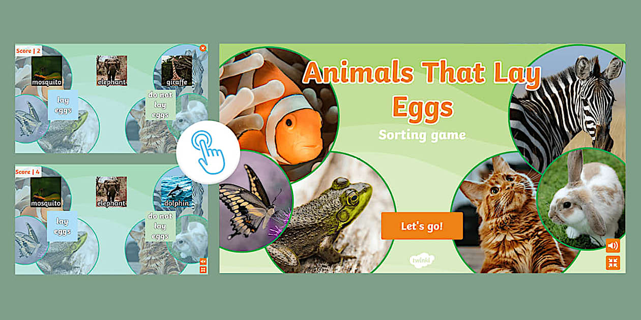 Animals That Lay Eggs Interactive Sorting Activity - Twinkl