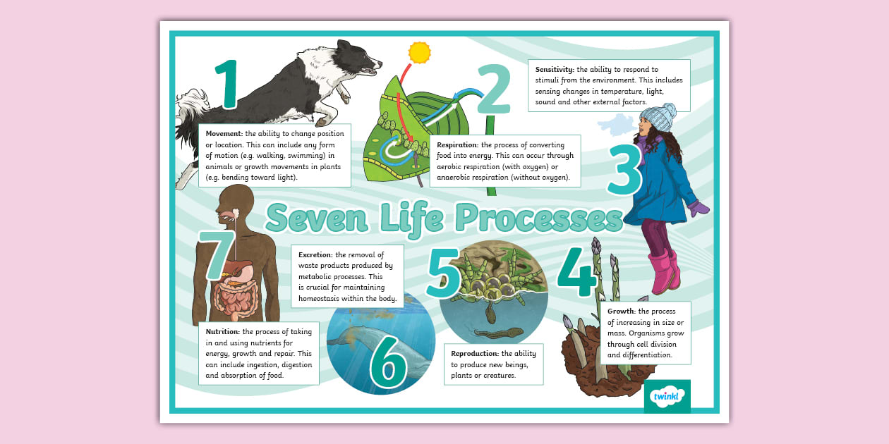 Seven Life Processes Grade 4 Poster | Twinkl South Africa