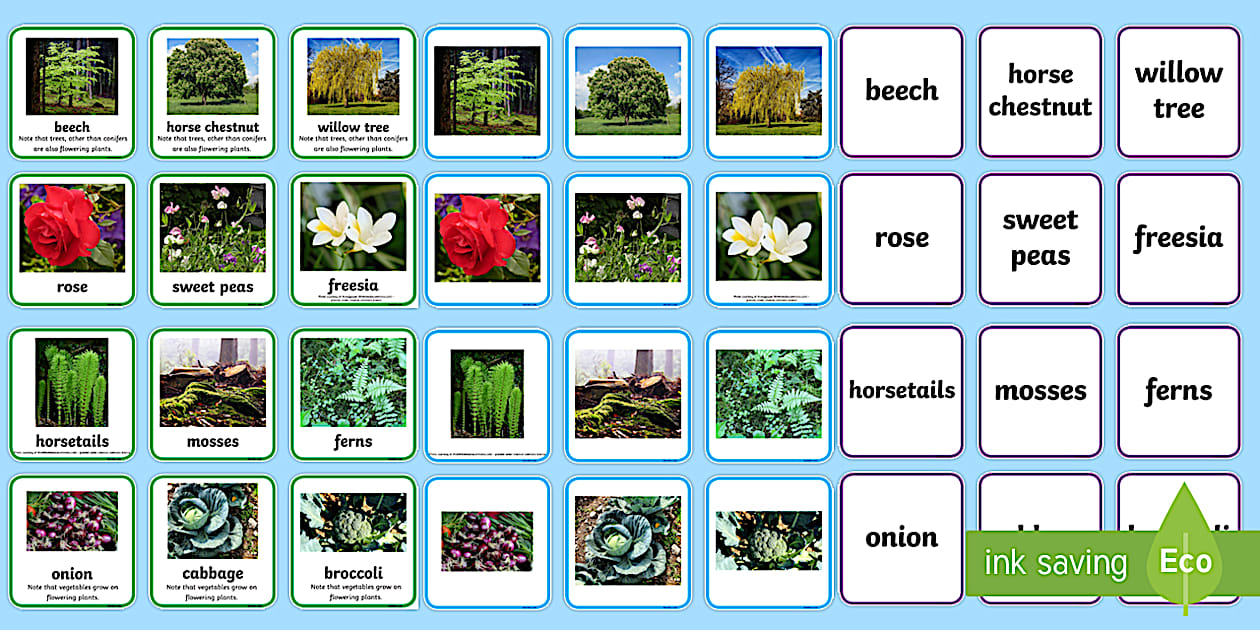 Sorting Plants KS1 Matching Cards Activity (teacher made)