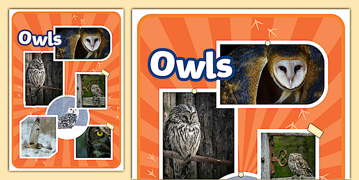Owls Photo Display Poster - Twinkl Displays