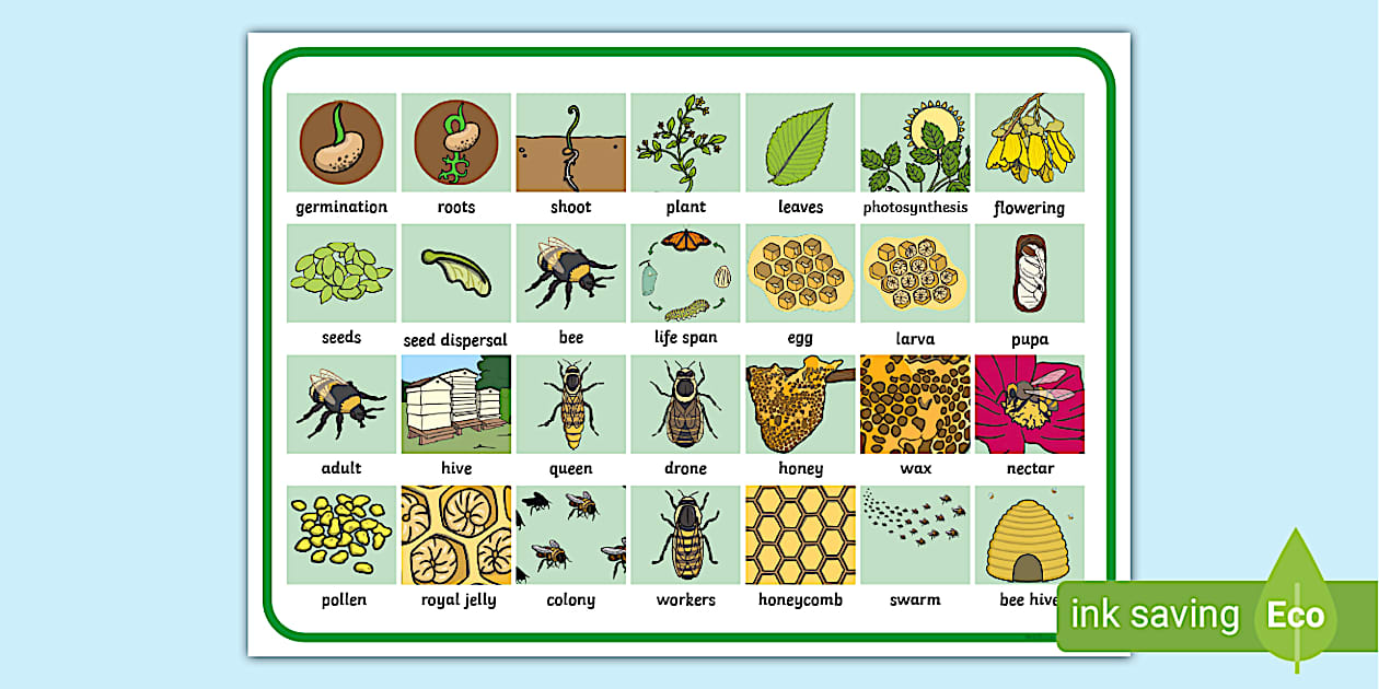 Life Cycles Word Mat