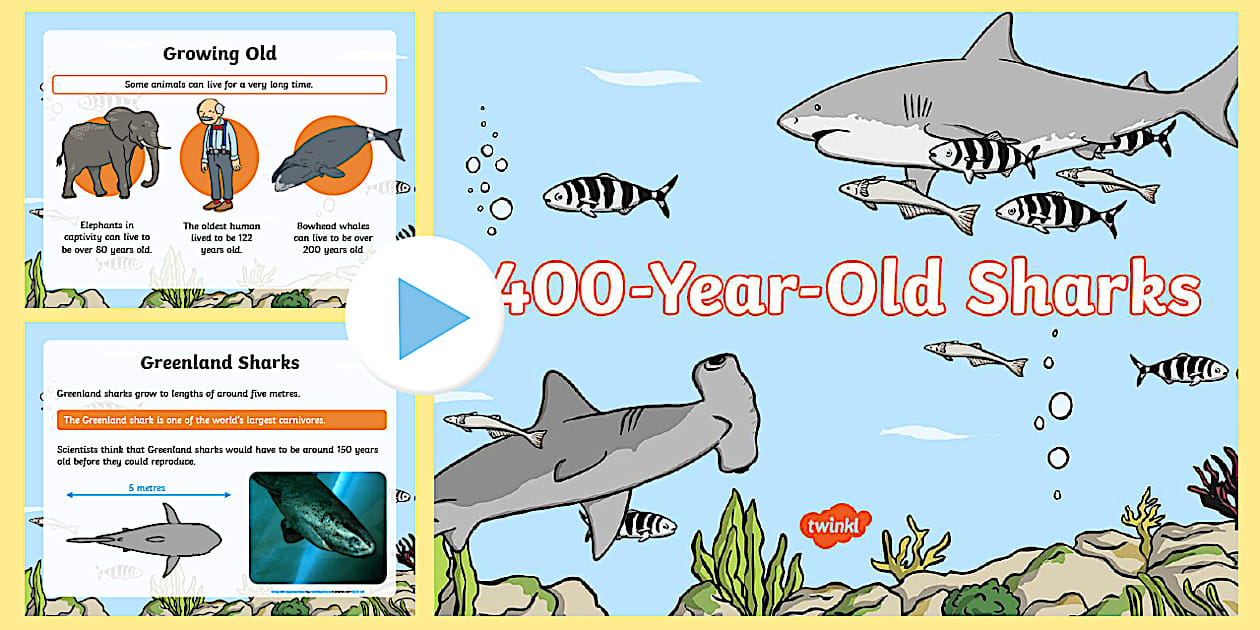 Sharks PowerPoint (teacher made) - Twinkl