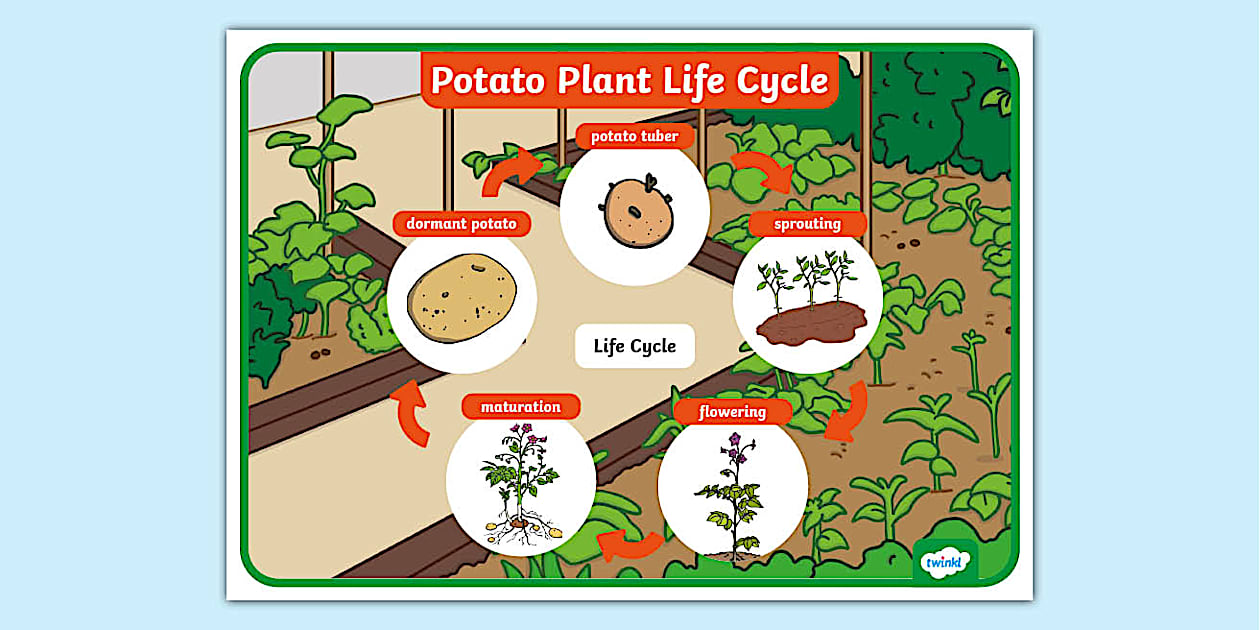 Potato Plant Life Cycle Word Mat (Teacher-Made) - Twinkl