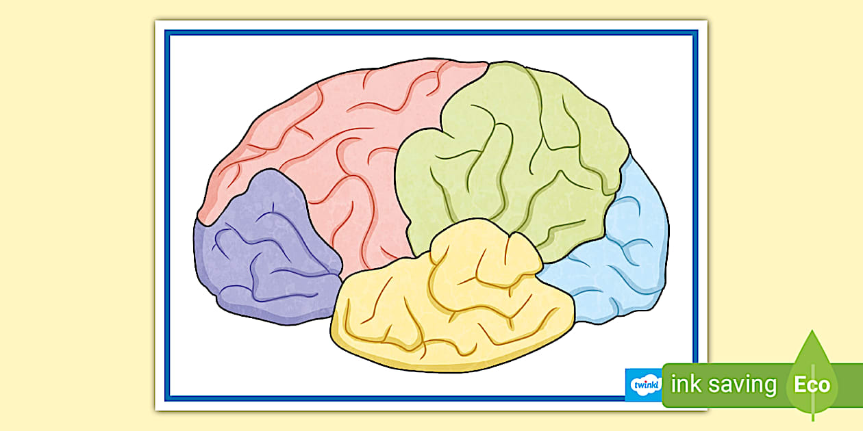 Large brain Display Photo (teacher made) - Twinkl