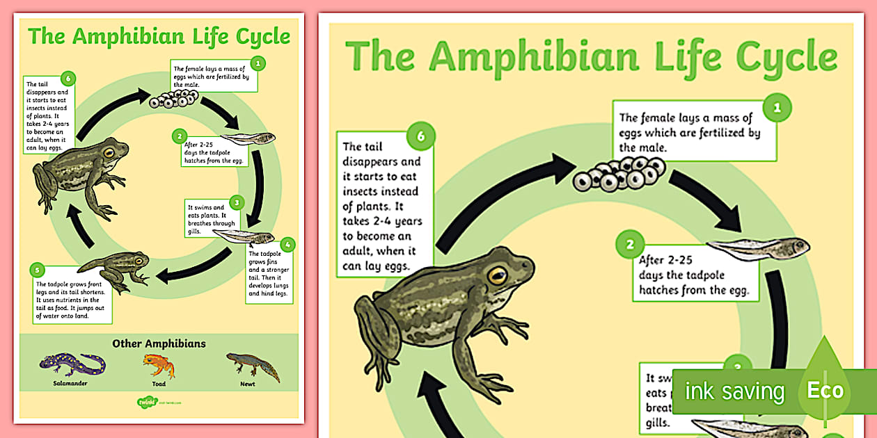Amphibian Life Cycle Display Poster (teacher made) - Twinkl