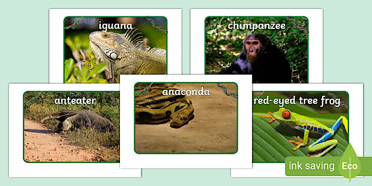Jungle & Rainforest Animals Display Photos (Teacher-Made)
