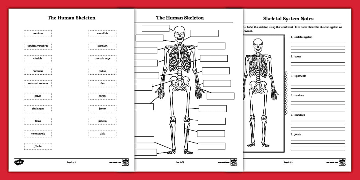 Seventh Grade Skeletal System Notes (Teacher-Made) - Twinkl