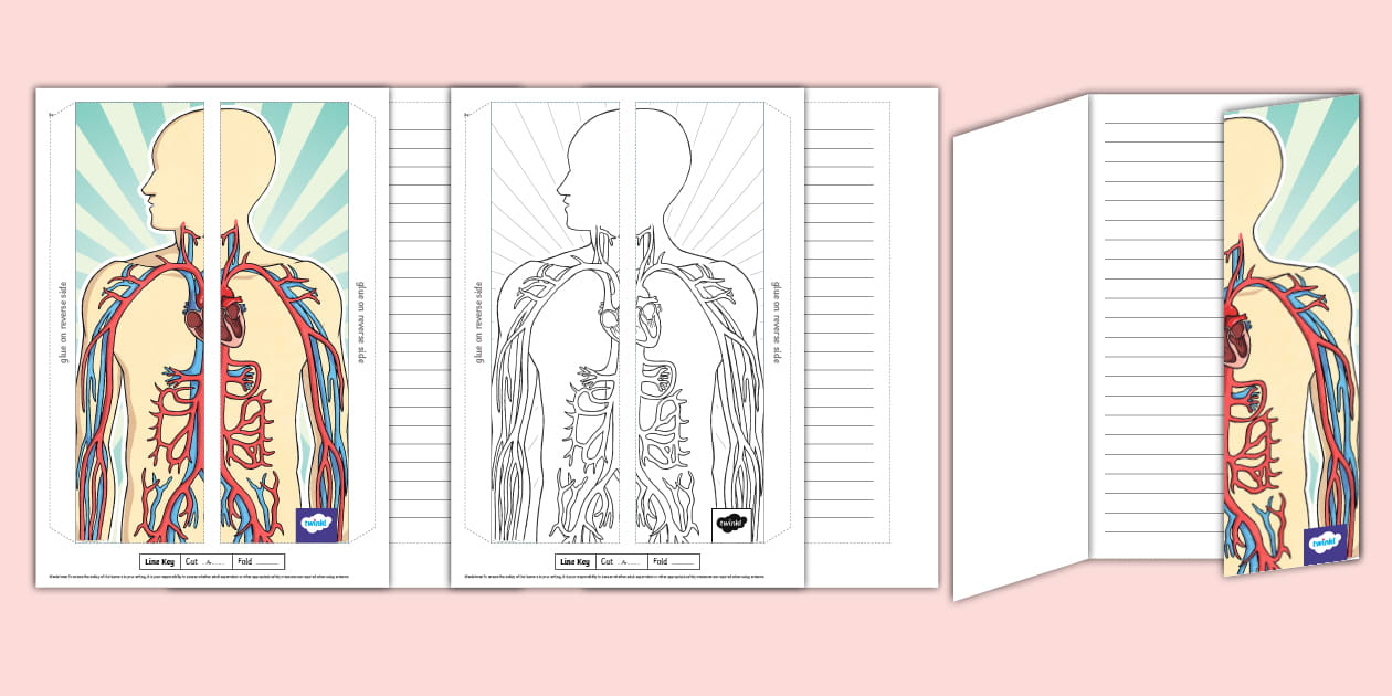 Circulatory System Folding Writing Template - Twinkl