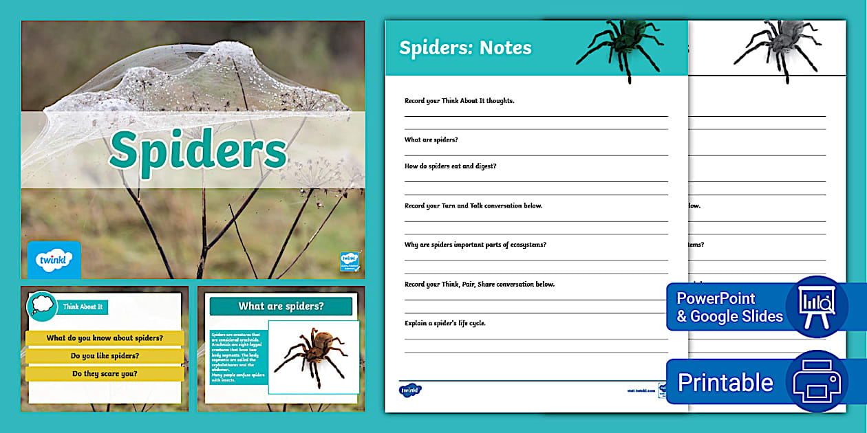 Spiders PowerPoint & Google Slides for 3rd-5th Grade