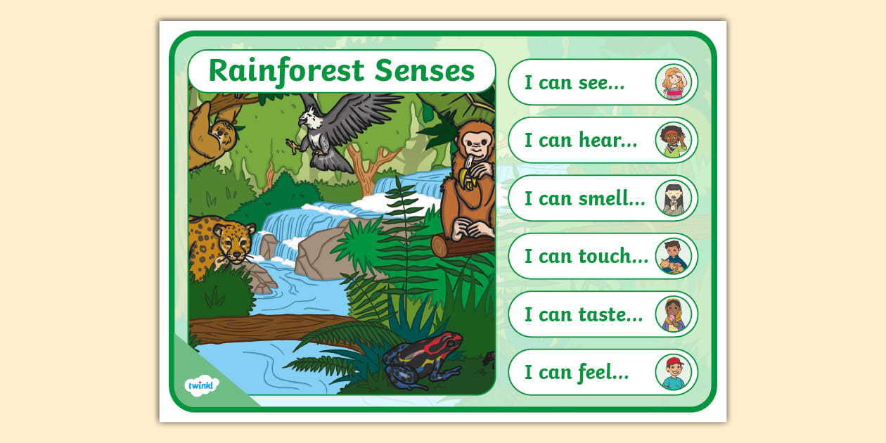 Rainforest Senses Display Poster (teacher made) - Twinkl