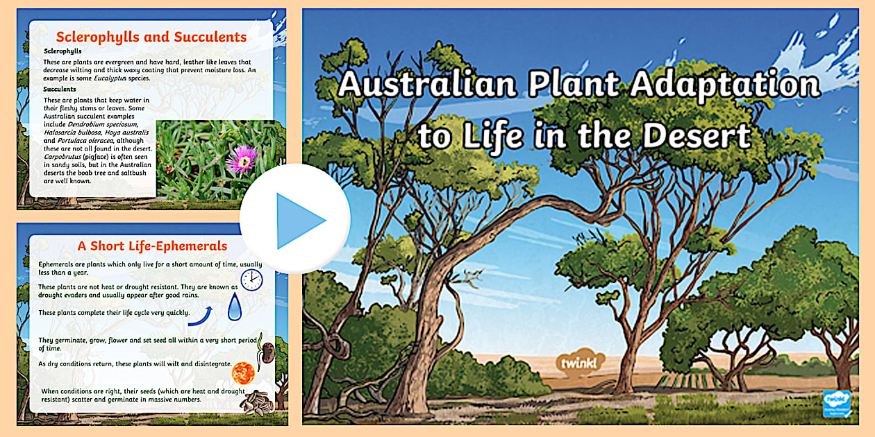 Adaptations of Australian Hot Desert Plants PowerPoint