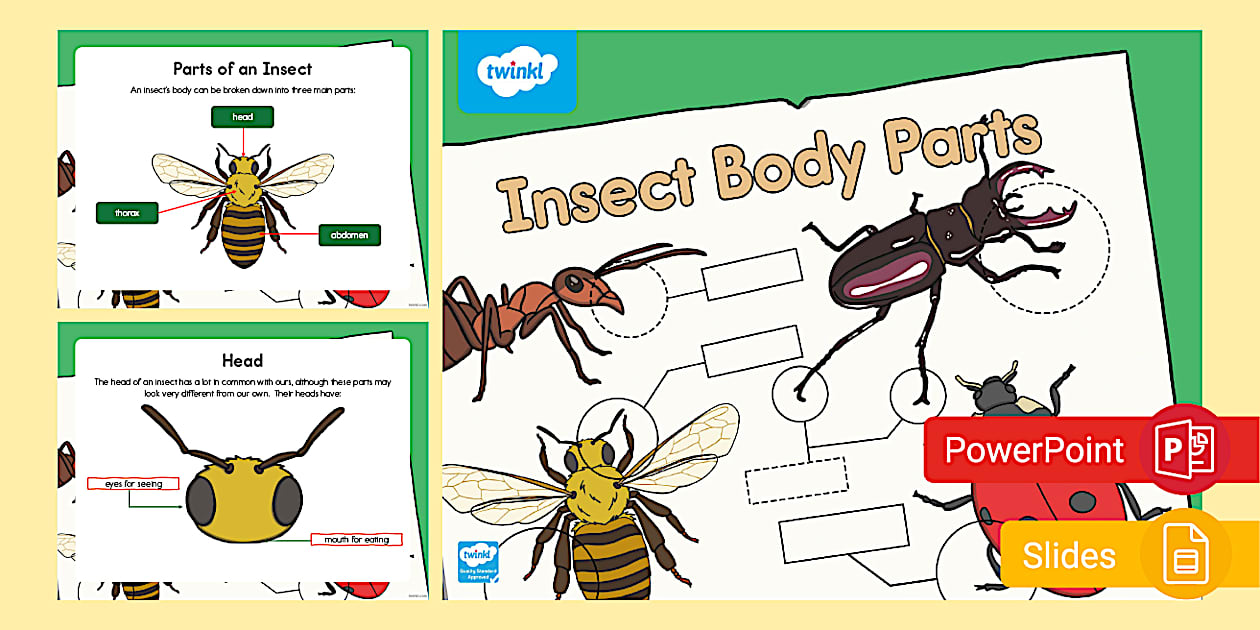 Insect Body Parts PowerPoint & Google Slides for K-2nd Grade