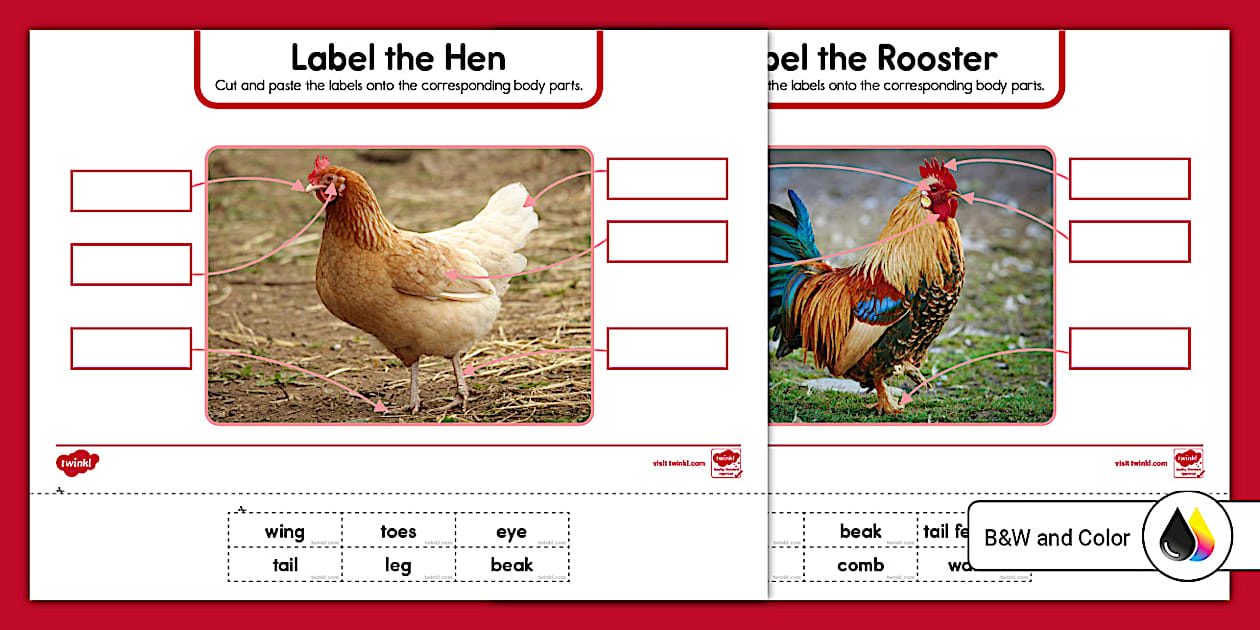 Label the Rooster and Hen Activity (Teacher-Made) - Twinkl
