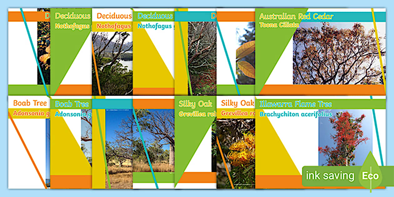 Deciduous Trees in Australia Display Photos (teacher made)