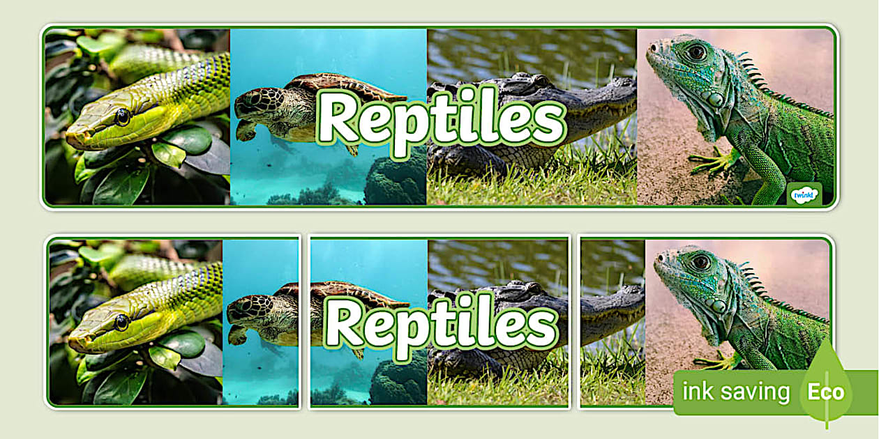 Reptiles Photo Display Banner (teacher made) - Twinkl