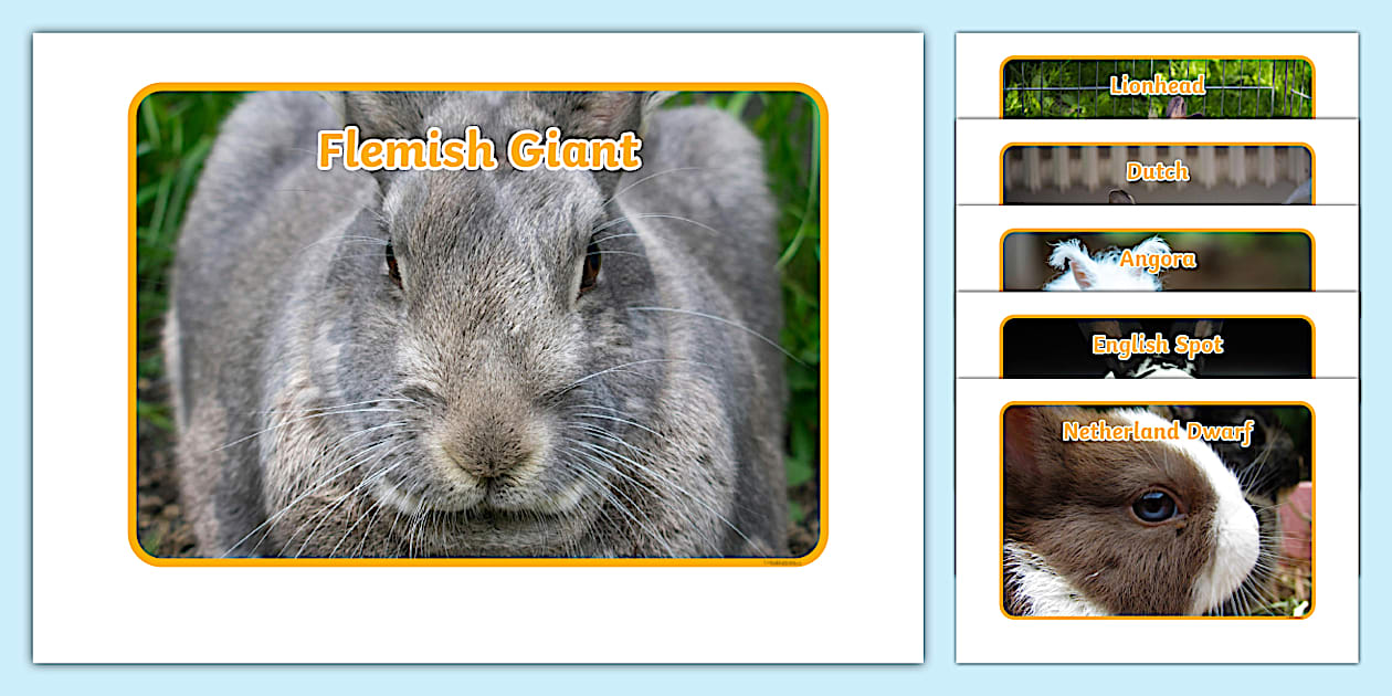 Types of Rabbits Photo Pack - Display Materials - Twinkl