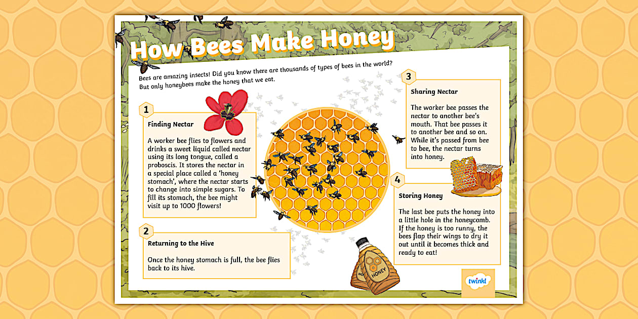 How Bees Make Honey Information Poster (l'enseignant a fait)