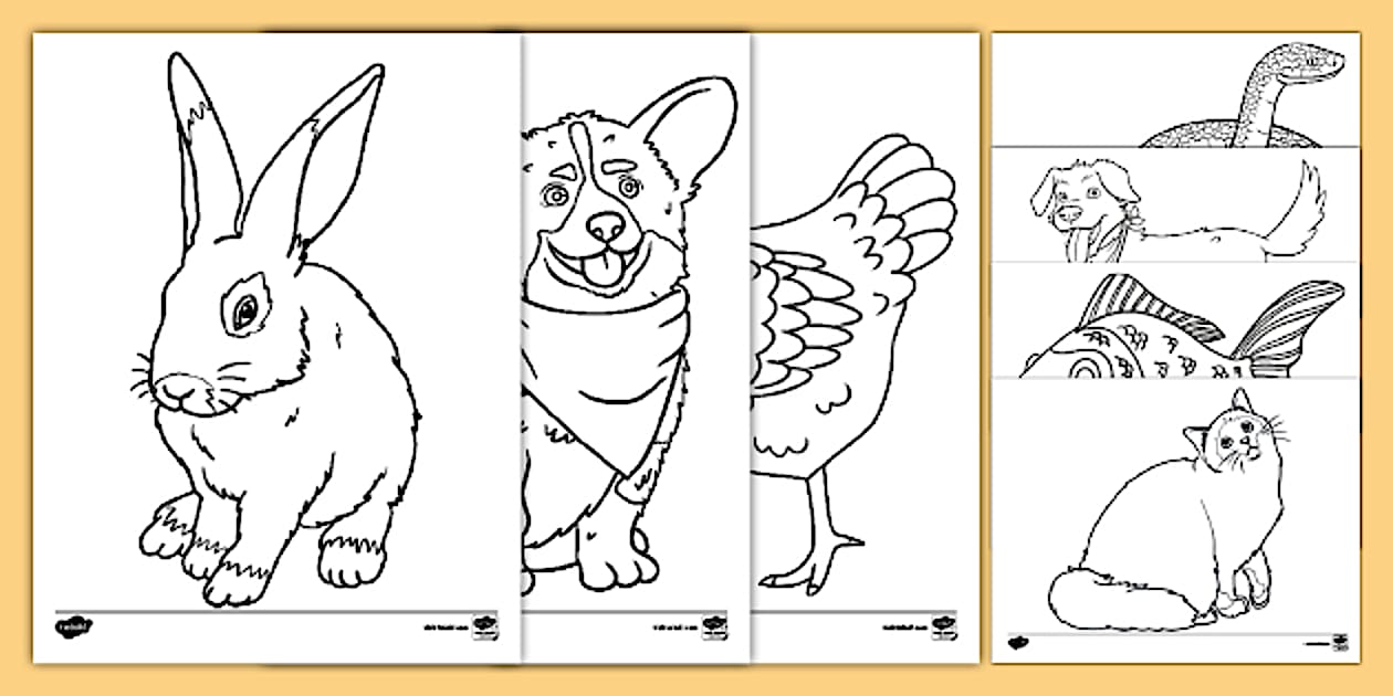 Pets Coloring Pages | Arts and Crafts | Twinkl USA - Twinkl