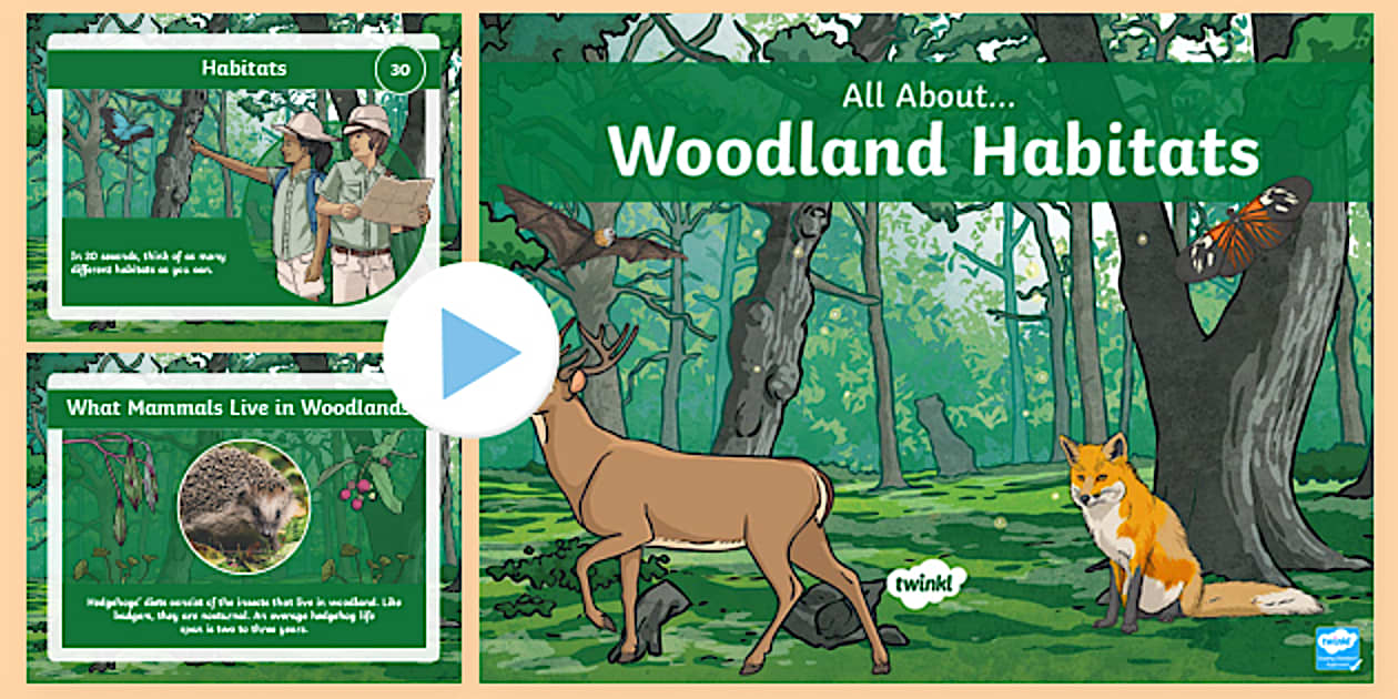 KS2 All About Woodland Habitats PowerPoint (teacher made)