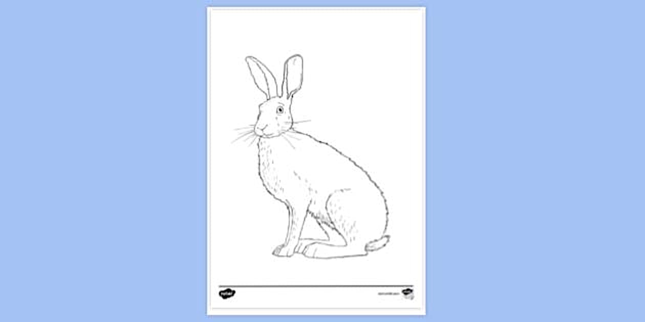 Irish Hare Colouring Sheet | Colouring Sheets (teacher made)