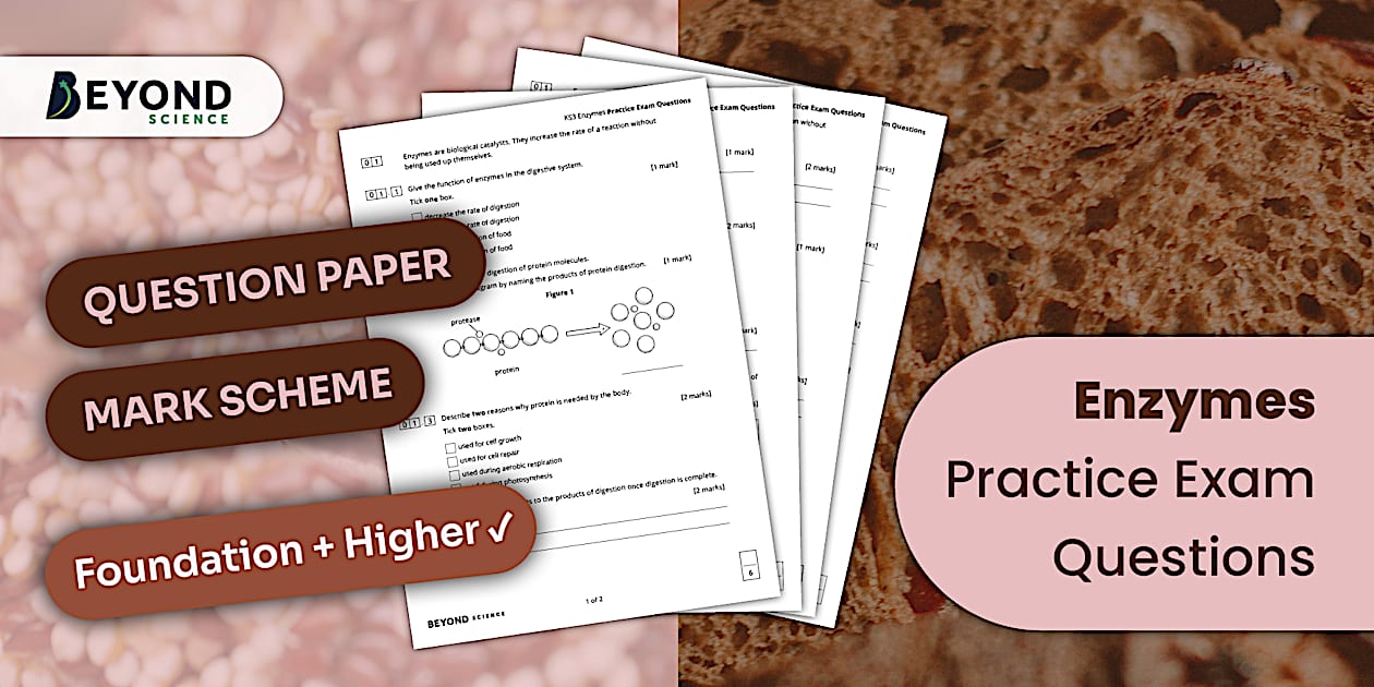 Enzymes Practice Exam Questions | KS3 Biology | Beyond