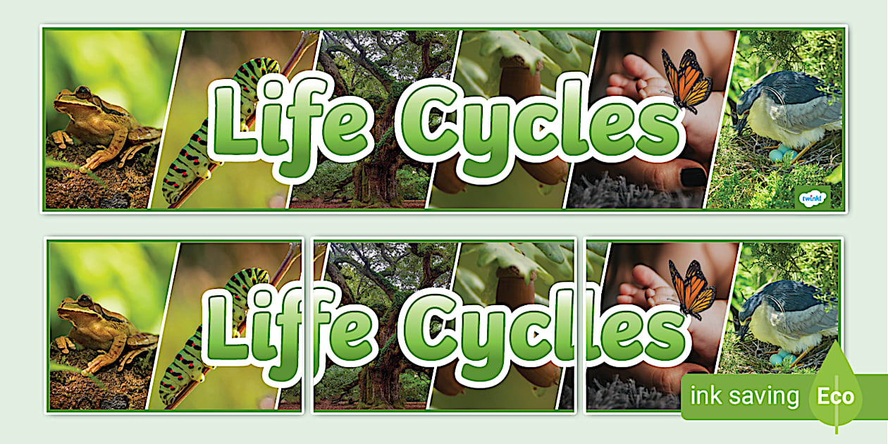 Life Cycles Photo Display Banner (teacher made) - Twinkl
